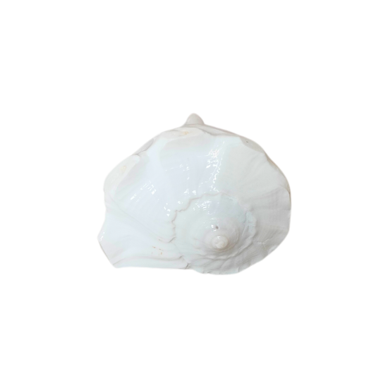 Natural Dakshinavarti Shankh / Right-Hand Conch Shell for Pooja ...